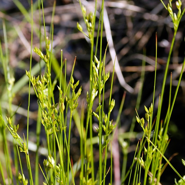 Juncus tenuis PATH RUSH (2) | Frank Mayfield