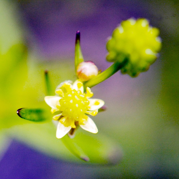 Ranunculus abortivus SMALL-FLOWERED BUTTERCUP | Frank Mayfield