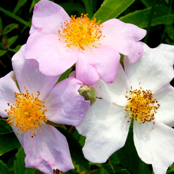 Rosa setigera ILLINOIS ROSE | Frank Mayfield